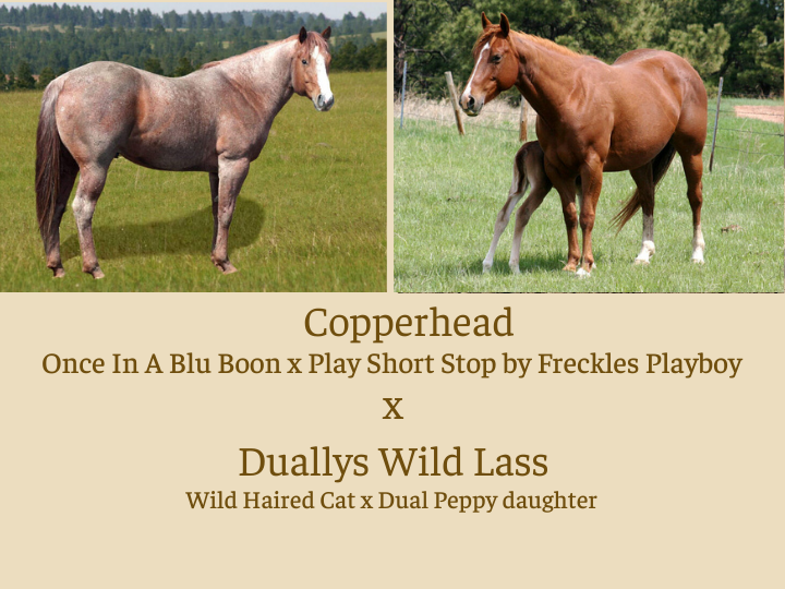 Horses for Sale - www.coloredhorseranch.com