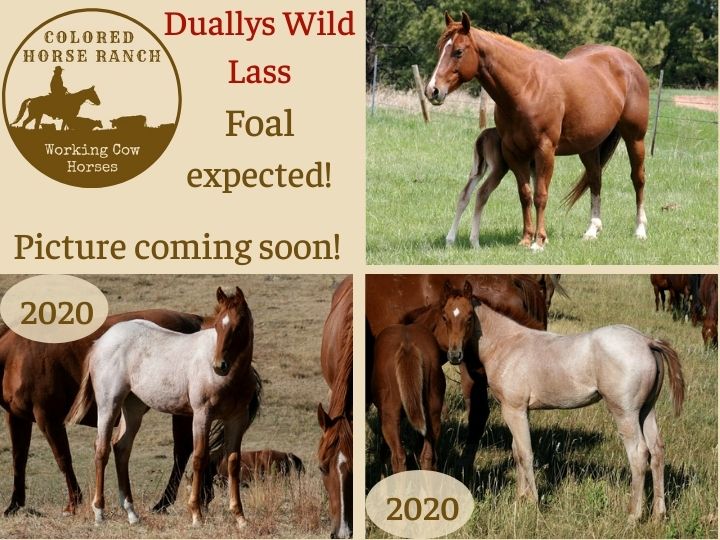 Horses for Sale - www.coloredhorseranch.com