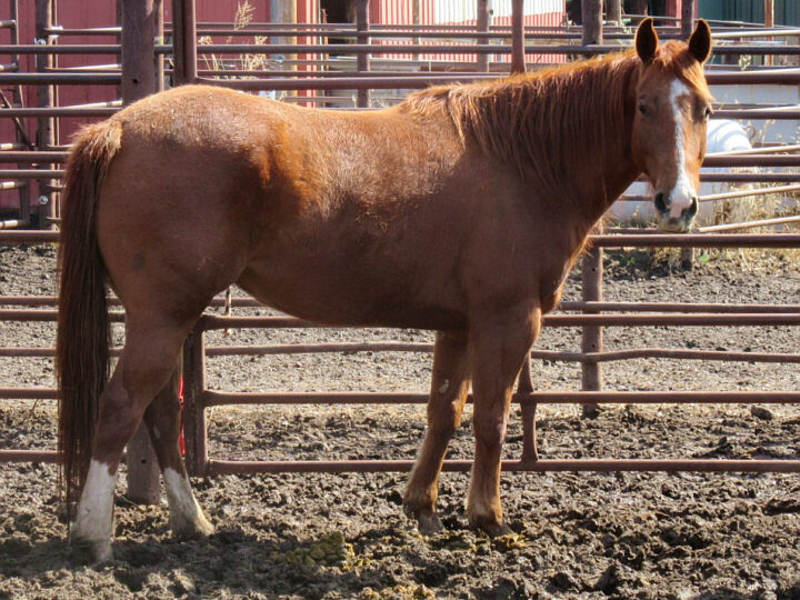 Horses for Sale - www.coloredhorseranch.com