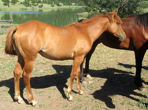 Horses for Sale - www.coloredhorseranch.com